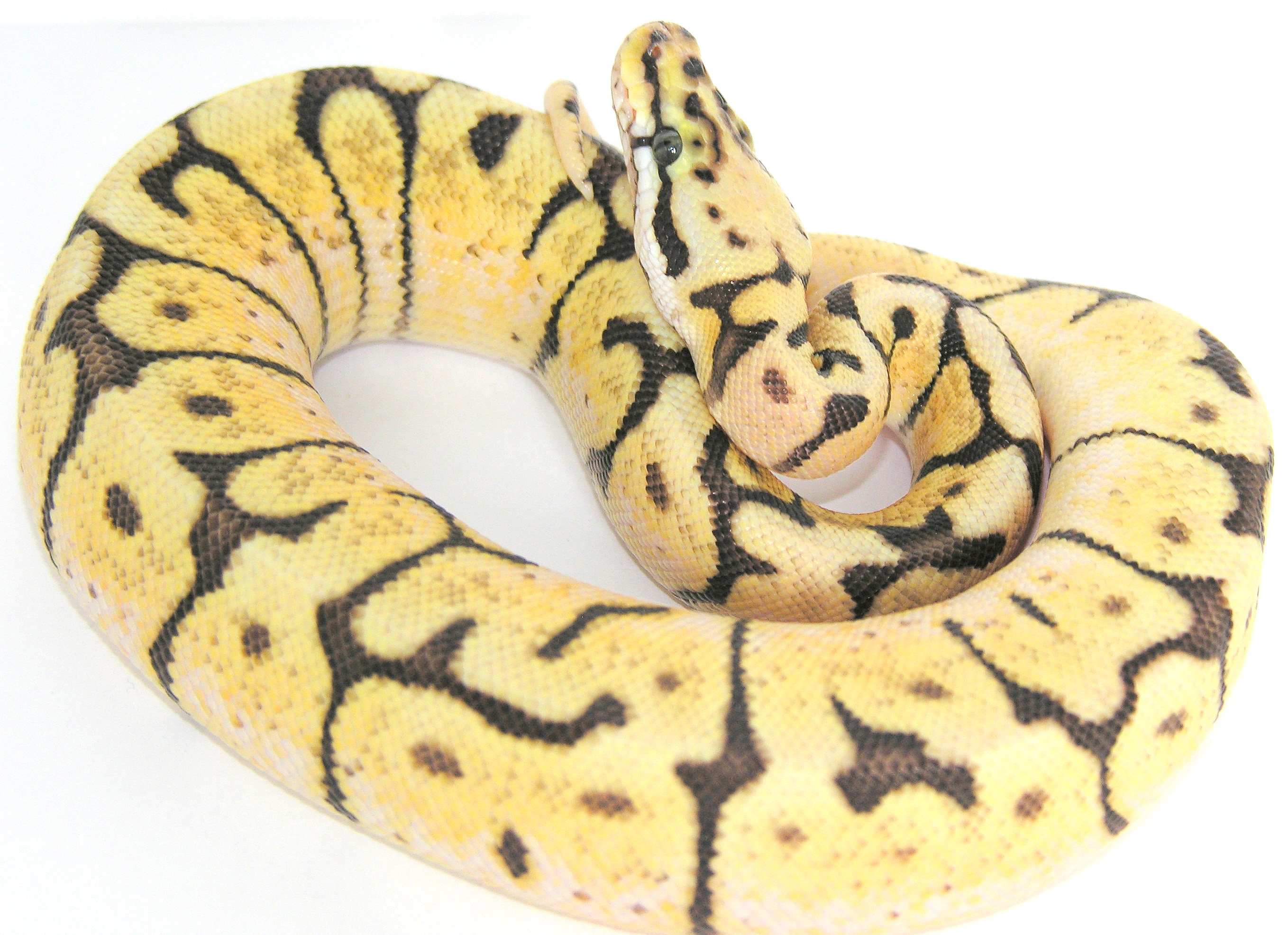 Bumble Bee Ball Python